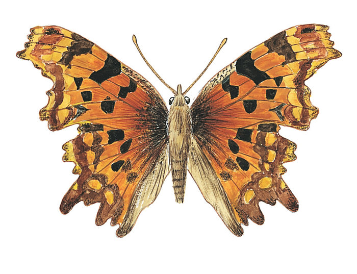 Duden | Falter | Rechtschreibung, Bedeutung, Definition, Herkunft