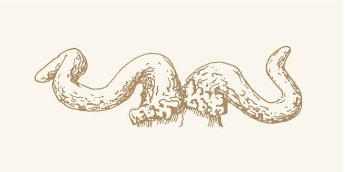 Duden | Gehörn | Rechtschreibung, Bedeutung, Definition, Herkunft