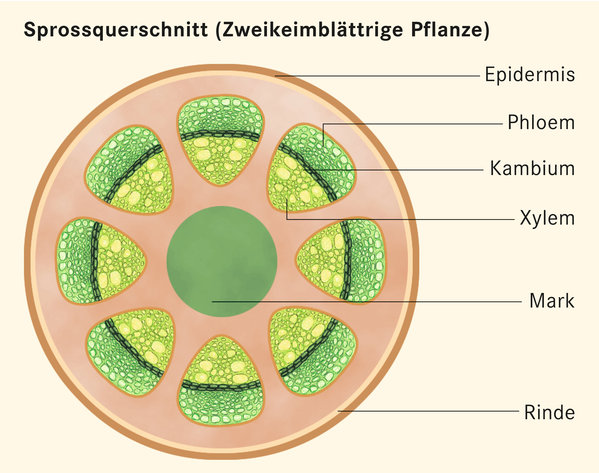 Duden | Kambium | Rechtschreibung, Bedeutung, Definition, Herkunft