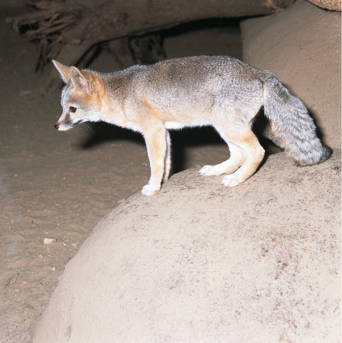 Duden | Kitfuchs | Rechtschreibung, Bedeutung, Definition, Herkunft
