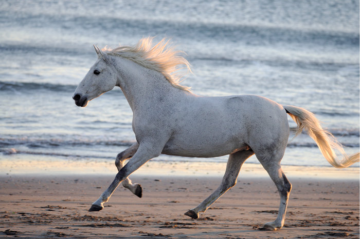 Duden | Lipizzaner | Rechtschreibung, Bedeutung, Definition, Herkunft