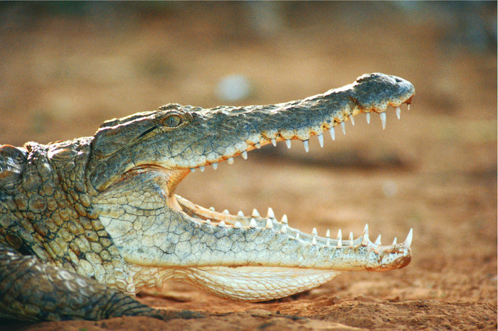 Duden | Maul | Rechtschreibung, Bedeutung, Definition, Herkunft