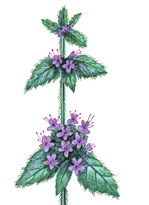 Duden | Minze | Rechtschreibung, Bedeutung, Definition, Herkunft