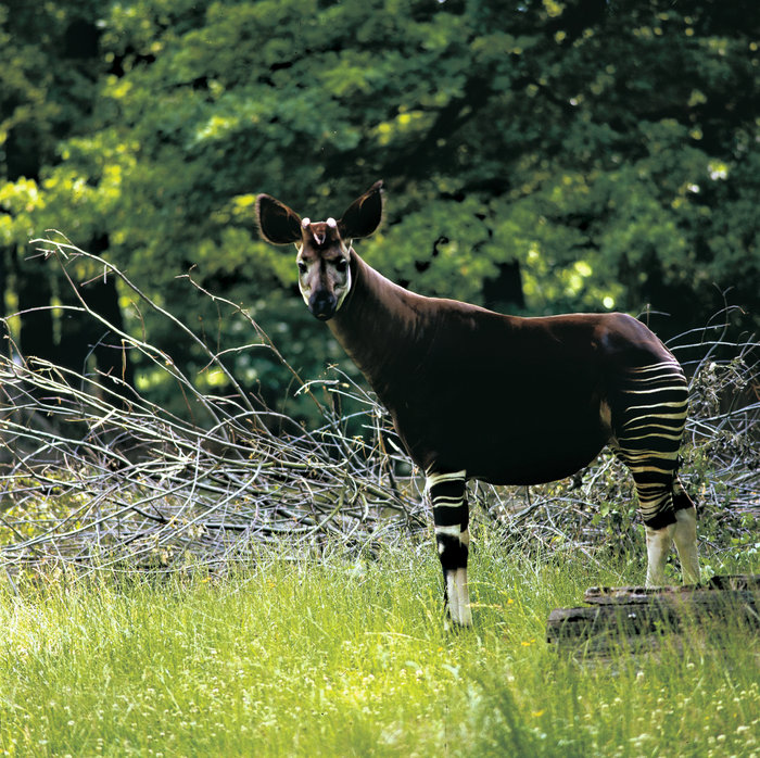Duden | Okapi | Rechtschreibung, Bedeutung, Definition, Herkunft