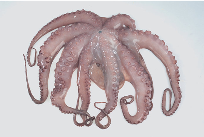 Duden | Oktopus | Rechtschreibung, Bedeutung, Definition, Herkunft