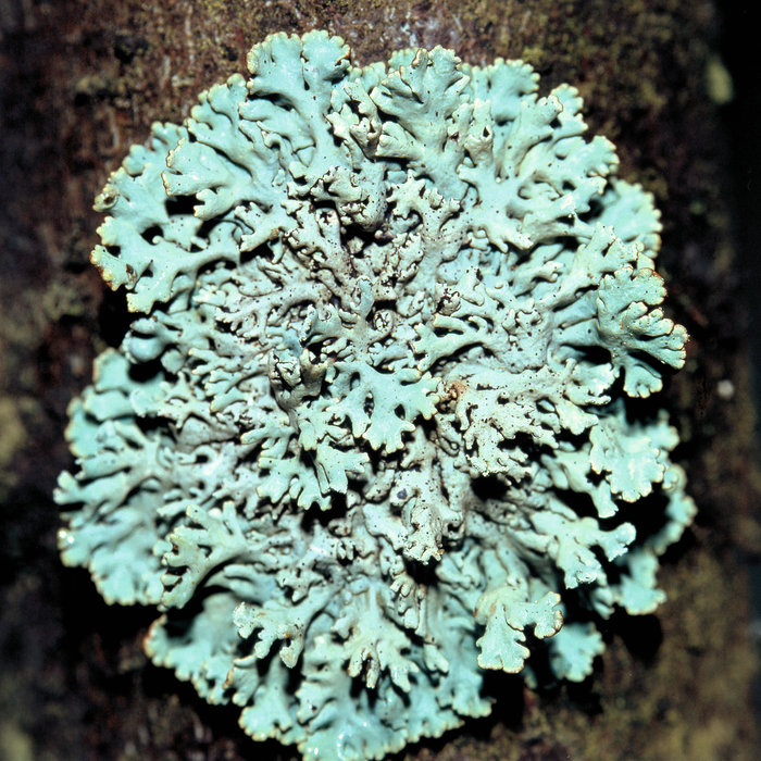 Duden | Parmelia | Rechtschreibung, Bedeutung, Definition, Herkunft