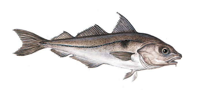 Duden | Schellfisch | Rechtschreibung, Bedeutung, Definition, Herkunft