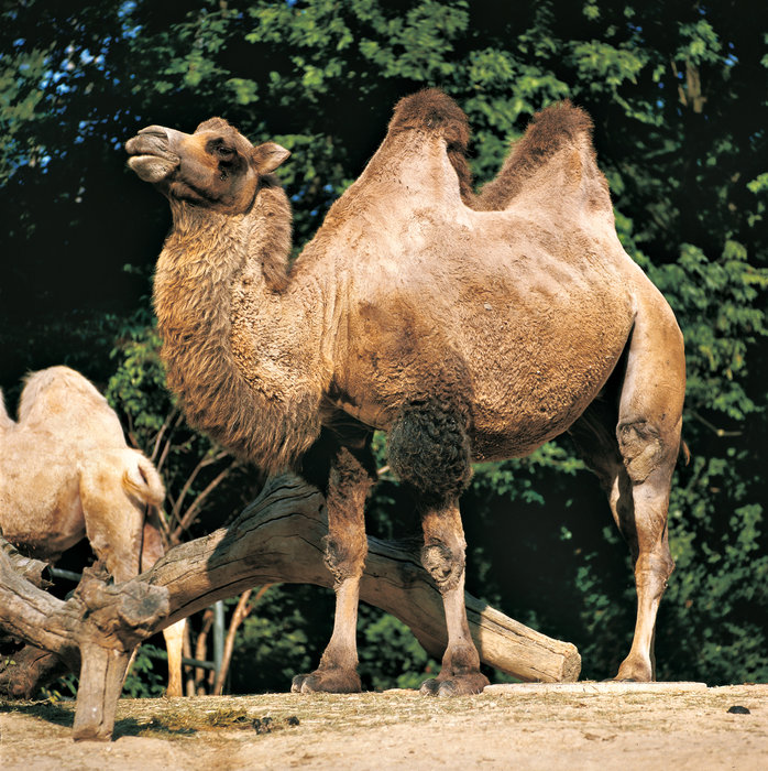 Duden | Trampeltier | Rechtschreibung, Bedeutung, Definition, Herkunft