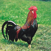 Duden | Hahn | Rechtschreibung, Bedeutung, Definition, Herkunft