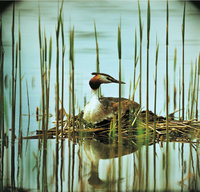 Duden | Haubentaucher | Rechtschreibung, Bedeutung, Definition, Herkunft