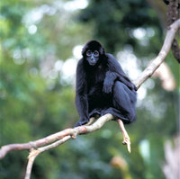 Duden | Klammeraffe | Rechtschreibung, Bedeutung, Definition, Herkunft