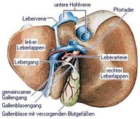 Duden | Leber | Rechtschreibung, Bedeutung, Definition, Herkunft