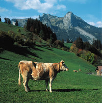 Duden | Rind | Rechtschreibung, Bedeutung, Definition, Herkunft